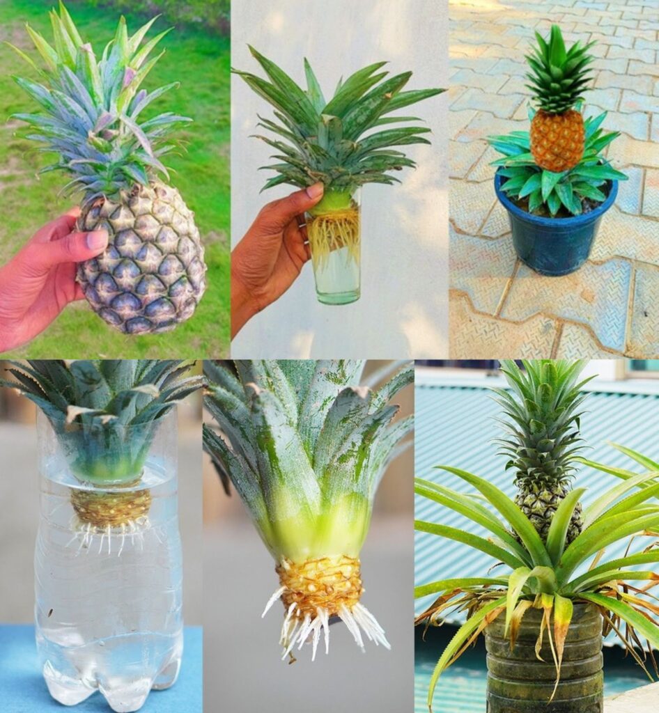 How to Grow Pineapples at Home: 10 Easy Steps - Grandma Widsom Tips