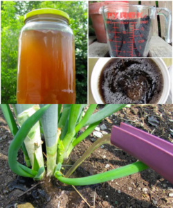 How to Brew Aerated Compost Tea: A Nutrient-Rich Elixir for Your Garden ...