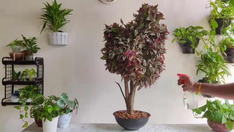 How to Grow Inch Plant Like a Tree Style for Indoor Table top ...
