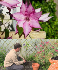 Guide to Properly Pruning Clematis in the Garden - Grandma Widsom Tips