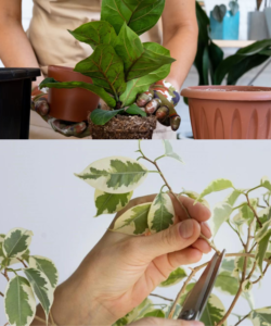 How to Prune Ficus Benjamina and When to Perform Severe Pruning: Expert ...