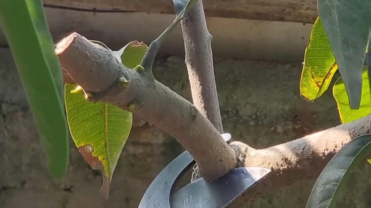 Growing Mango Tree From Cutting In A Coca-Cola | Coca-Cola Experiment ...