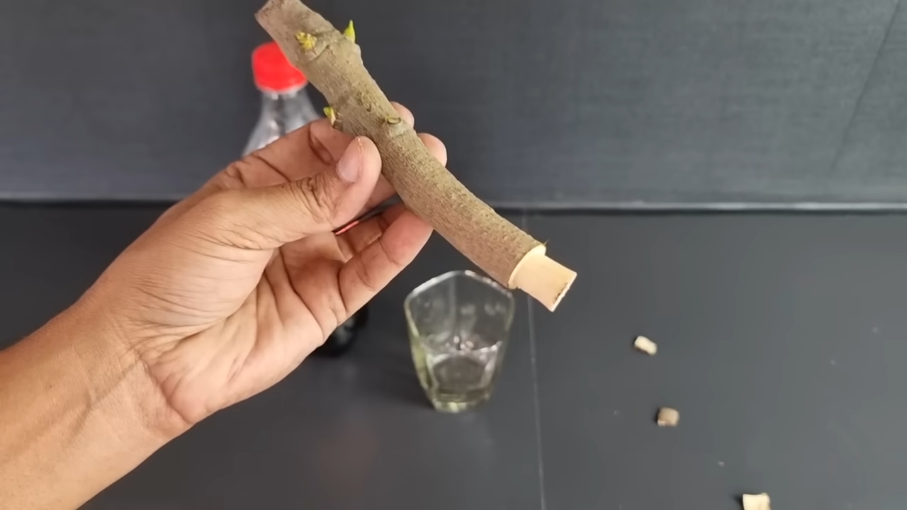 Growing Mango Tree From Cutting In A Coca-Cola | Coca-Cola Experiment ...