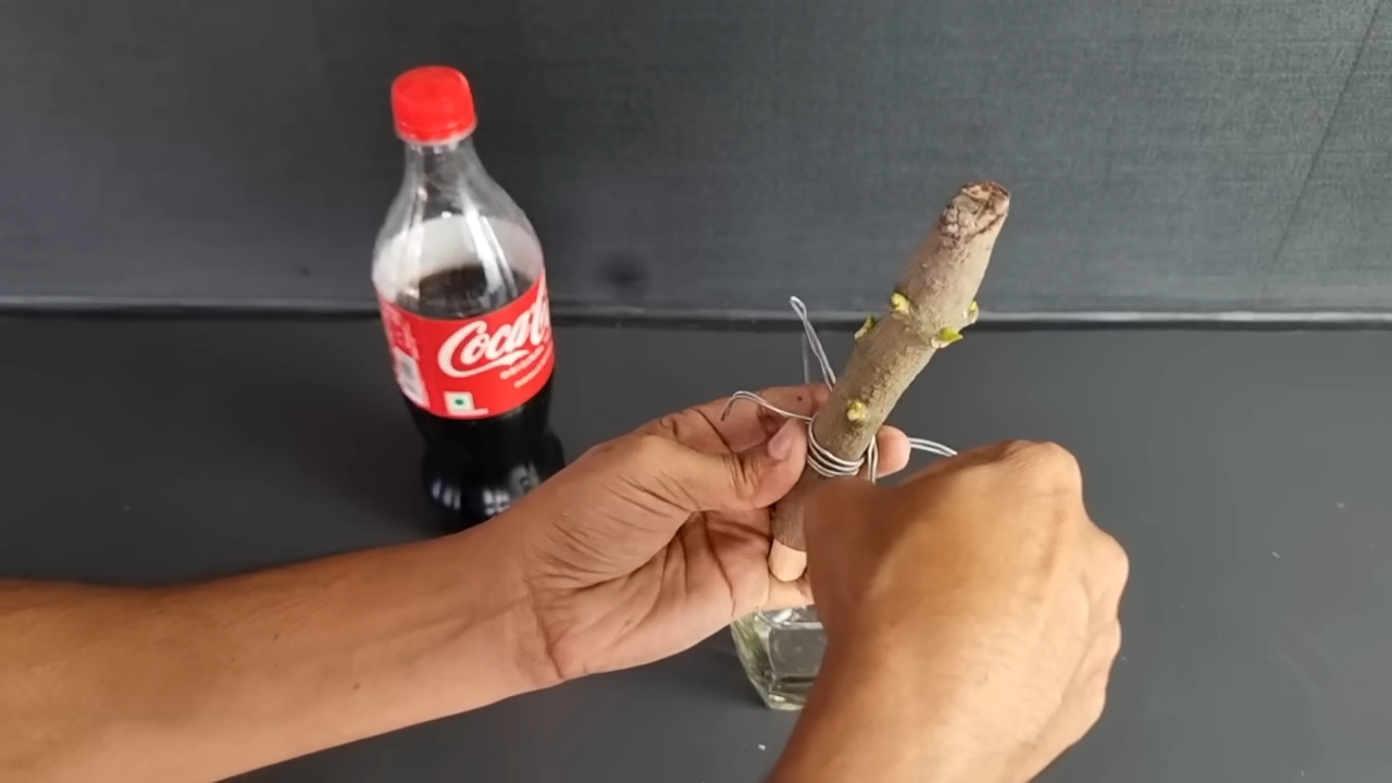 Growing Mango Tree From Cutting In A Coca-Cola | Coca-Cola Experiment ...
