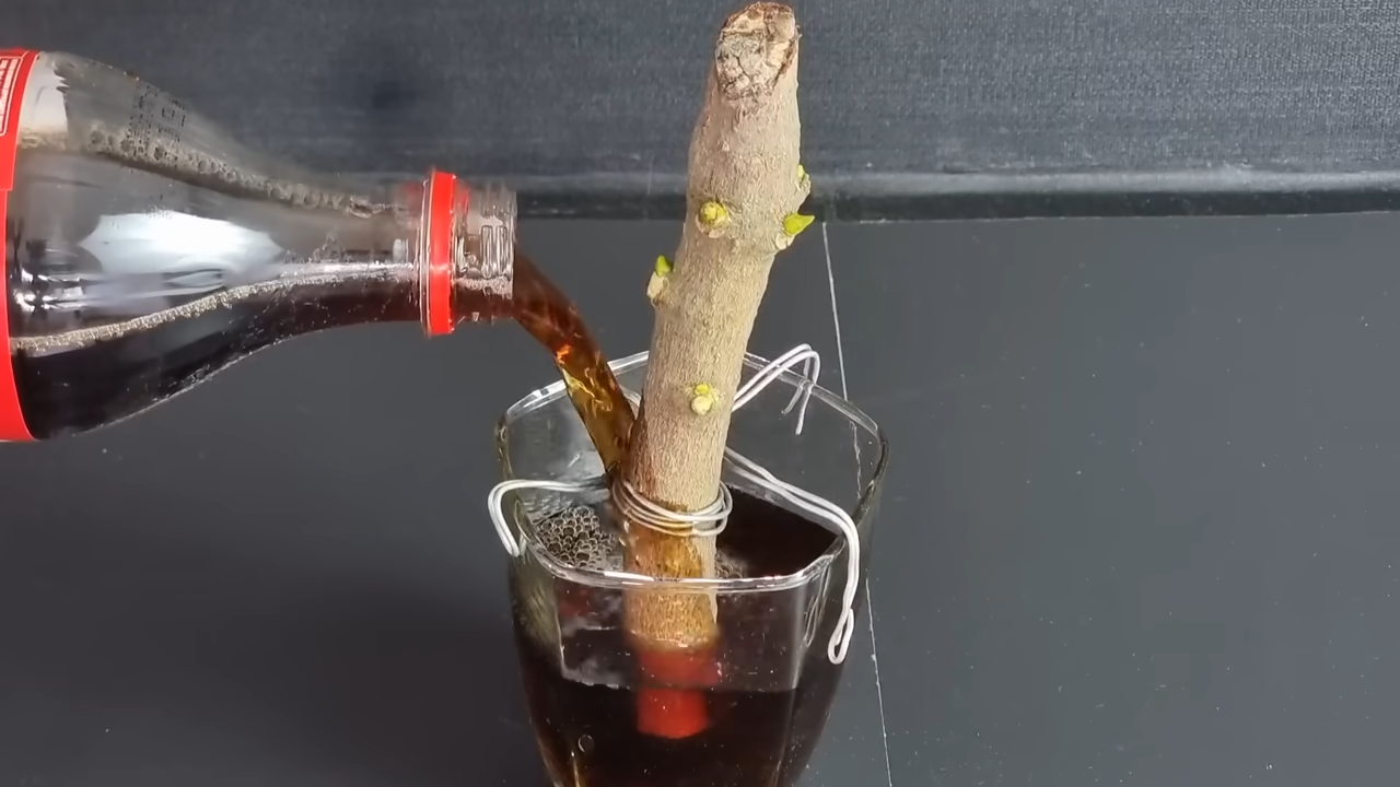 Growing Mango Tree From Cutting In A Coca-Cola | Coca-Cola Experiment ...