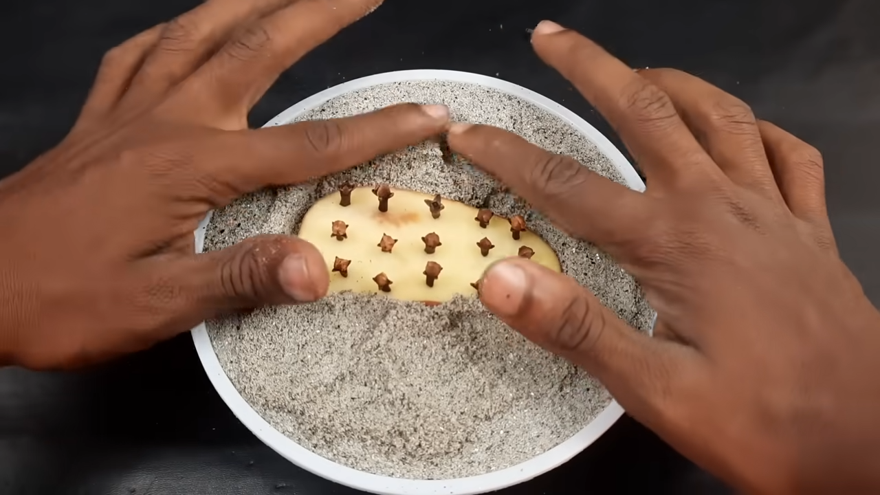 How to grow clove plant at home // how to grow clove plant from seed ...